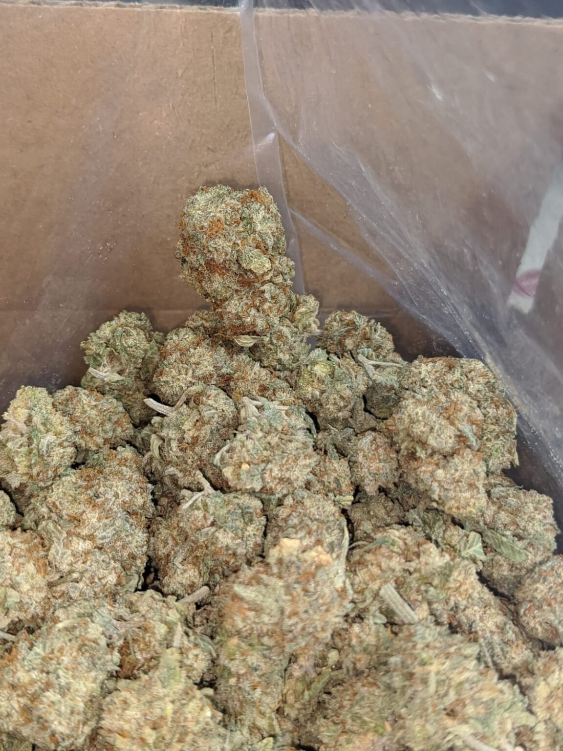 Girl Scout Cookies Strain – Preferred Gardens Dispensary